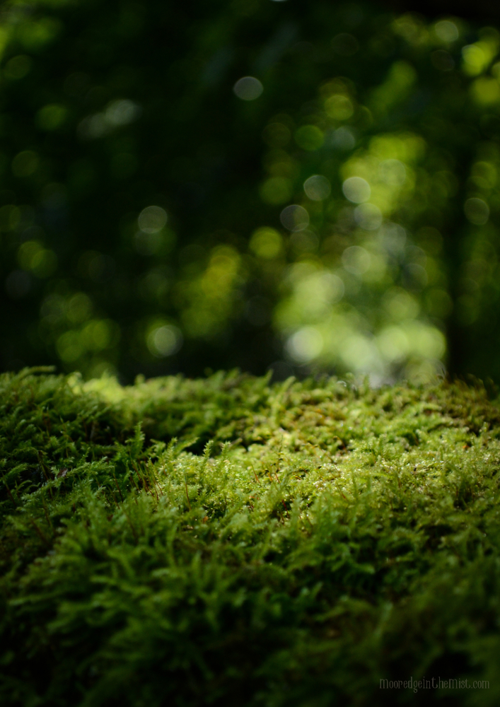 Mooredge In The Mist